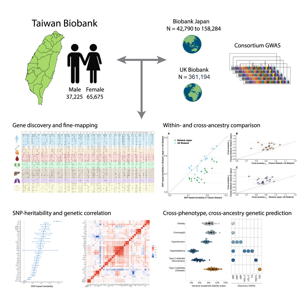 Decoding Complex Traits Genetics from Biobanks | Feng Lab